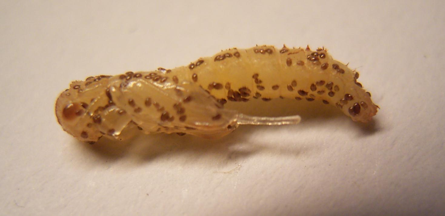 Diptera.info - Discussion Forum: large Nematocera pupa in tree stump